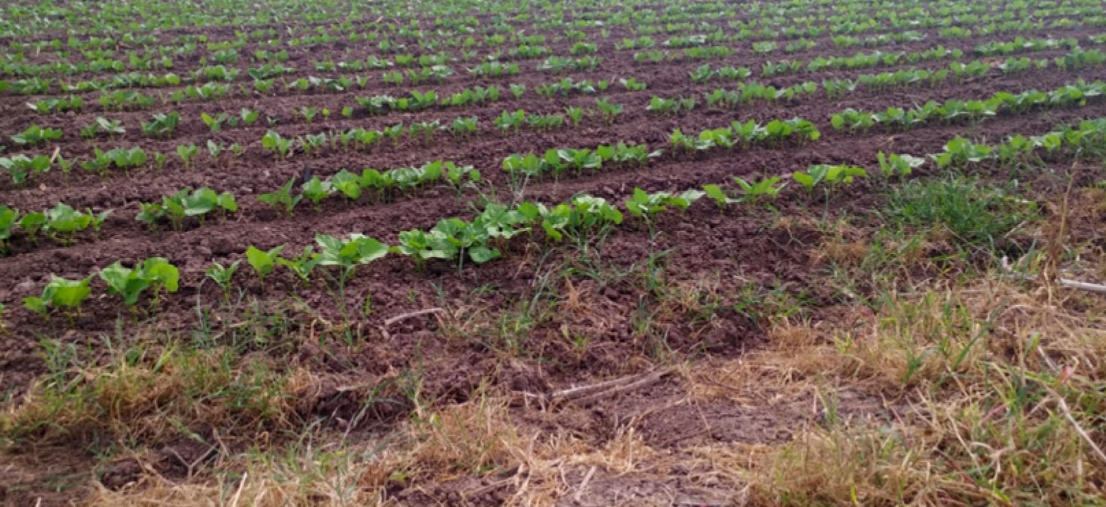 Trade Activity - Michigan Beans