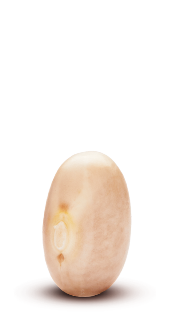 Michigan Navy Beans - Michigan Beans