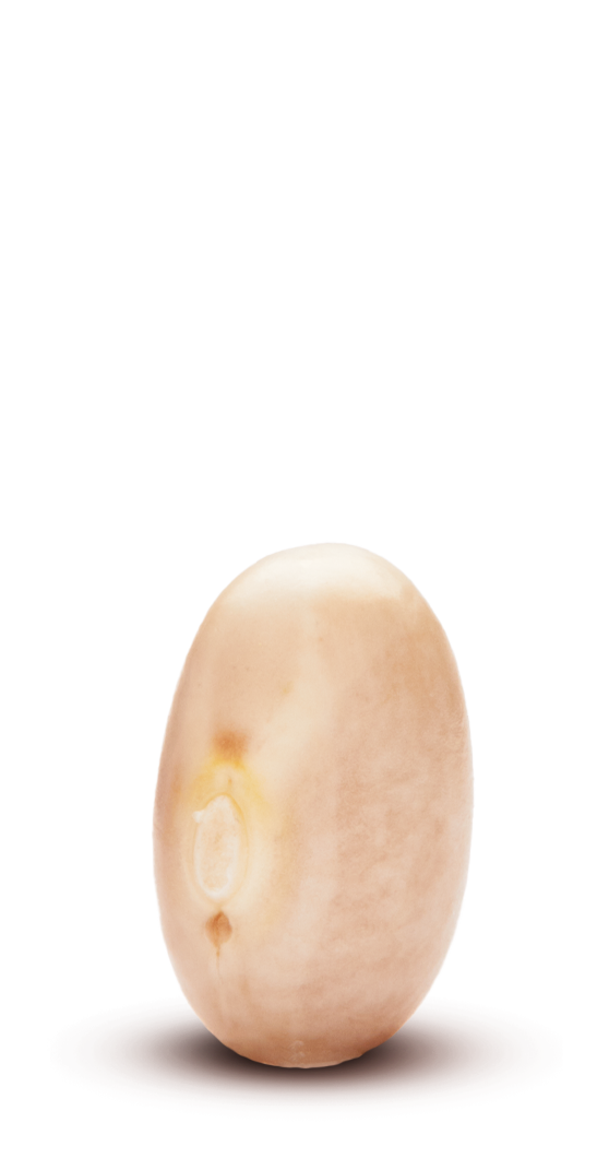 Michigan Navy Beans - Michigan Beans