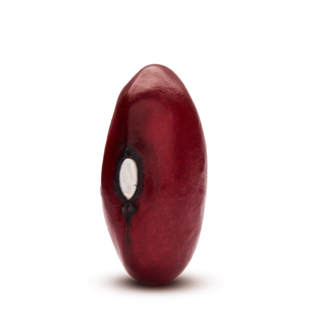 Michigan Small Red Beans - Michigan Beans